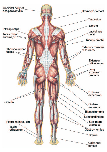 How Many Muscles Are In The Human Body The Handy Anatomy Answer Book How Many Muscles Are In The Human Body The Handy Anatomy Answer Book